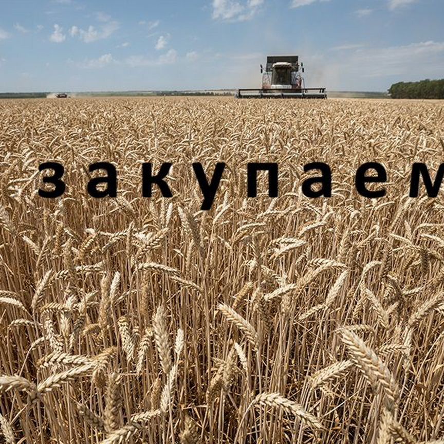 Зерно пшеница ячмень