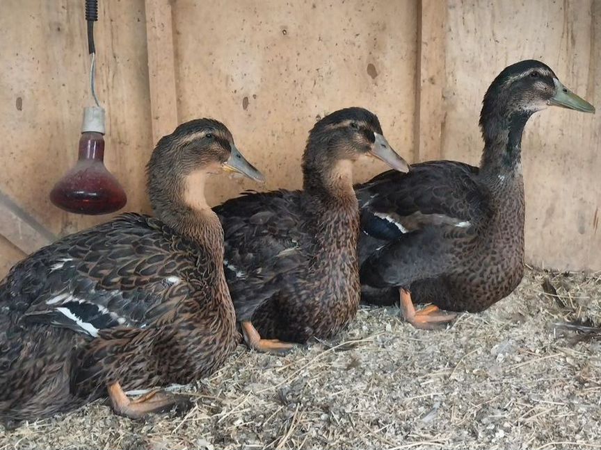 Руанская семья 3+1