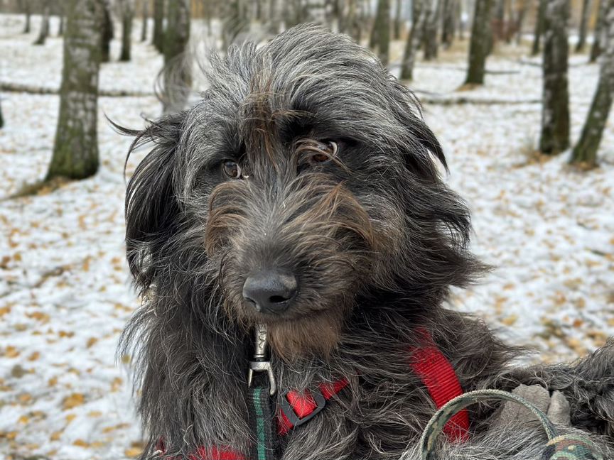 Бородатик Филя грустит в приюте