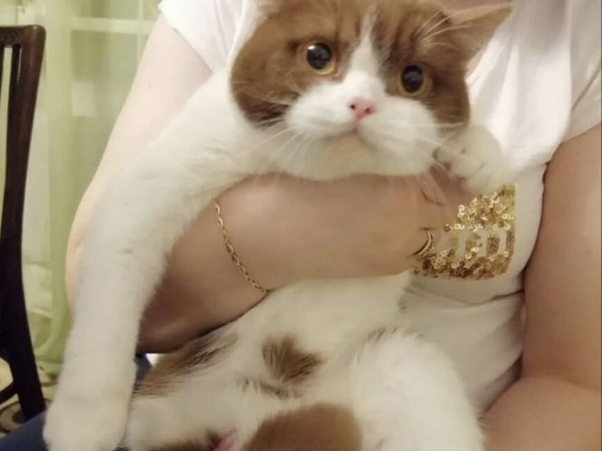 Кошечка британская Циннамон биколлор