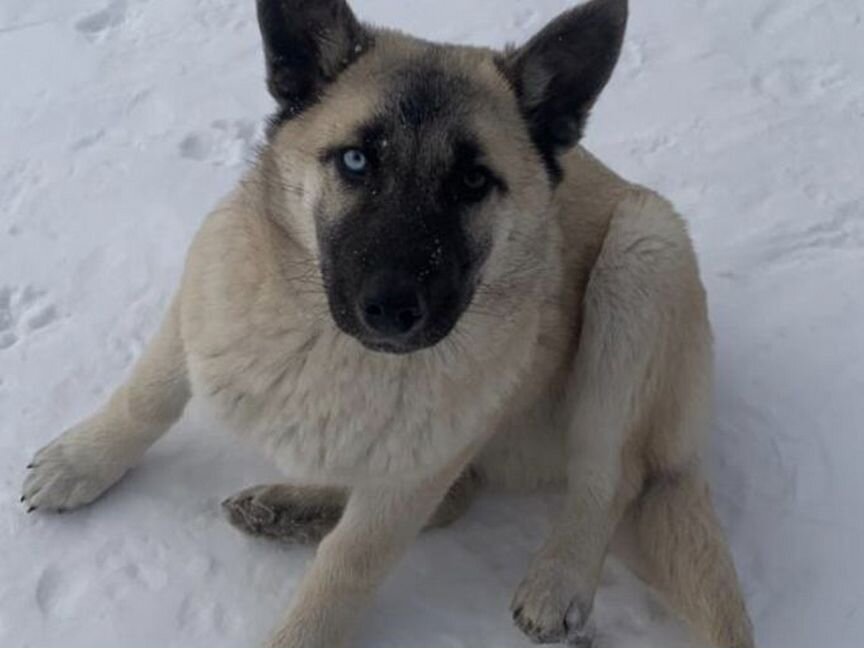 Собака, щенок