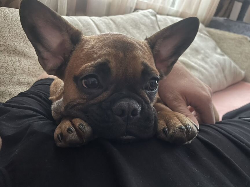 Французский бульдог