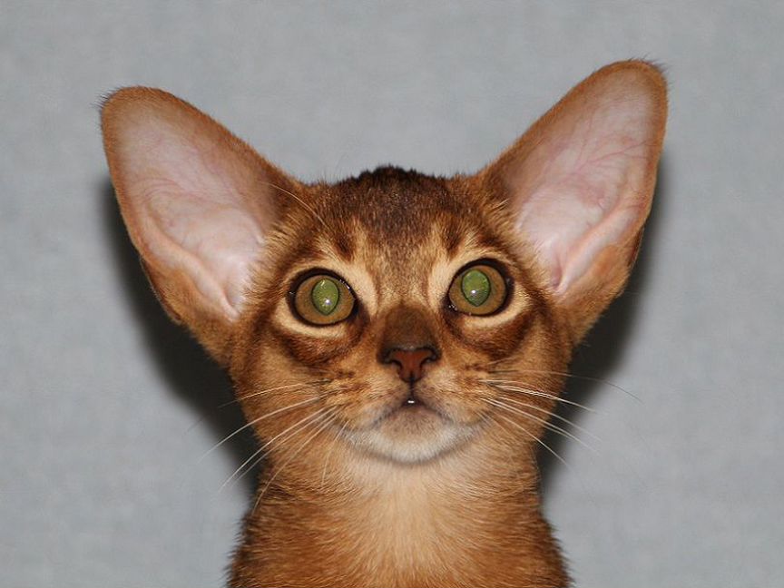 Абиссинские красавчики