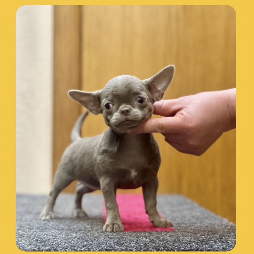 Лиловая красавица