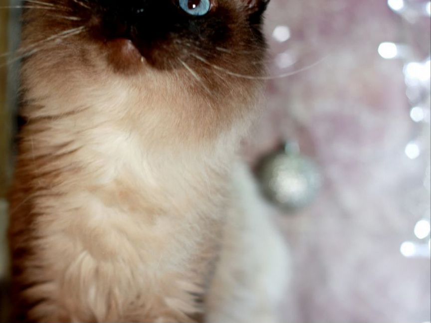 Котик Марик