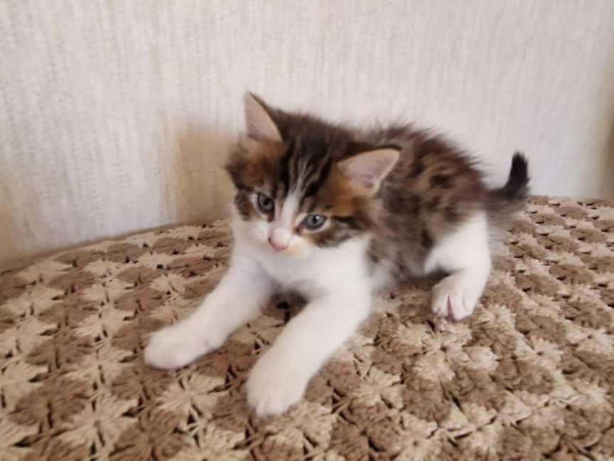 Котята мейн-кун метис