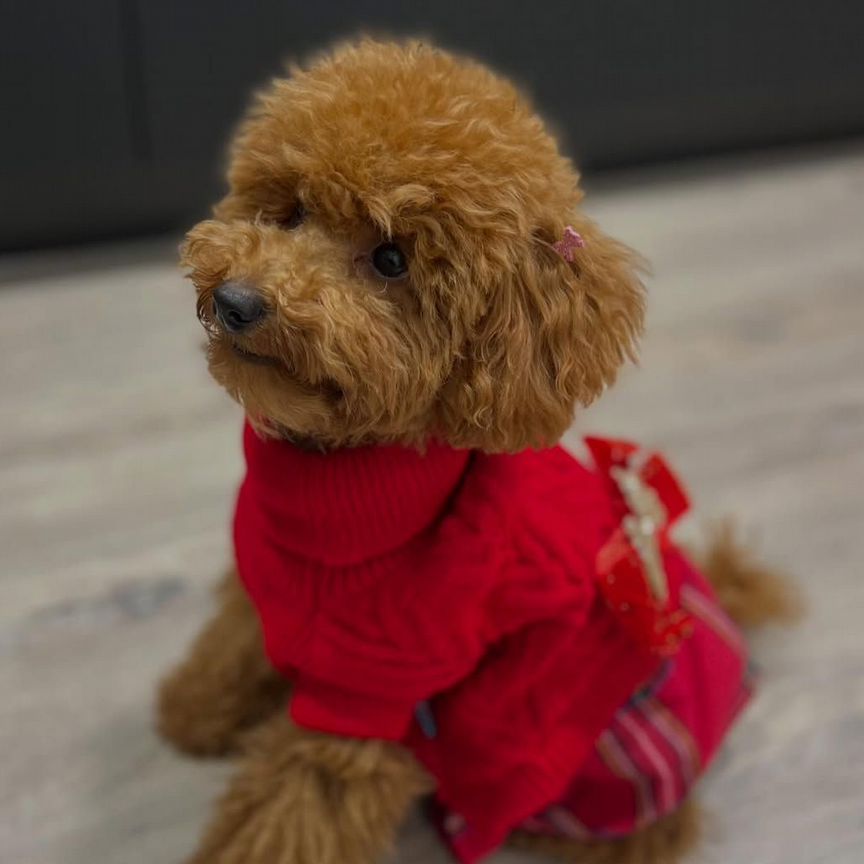 Той-пудель, щенок