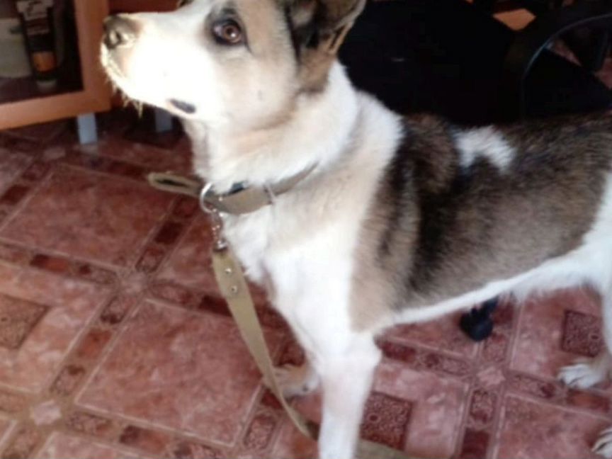 Собака в добрые руки отдам бесплатно