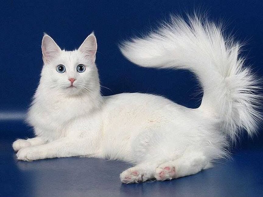 Котенок Турецкой ангоры