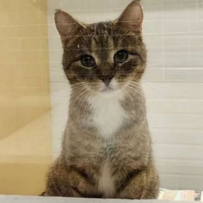 Взрослый кот в добрые руки