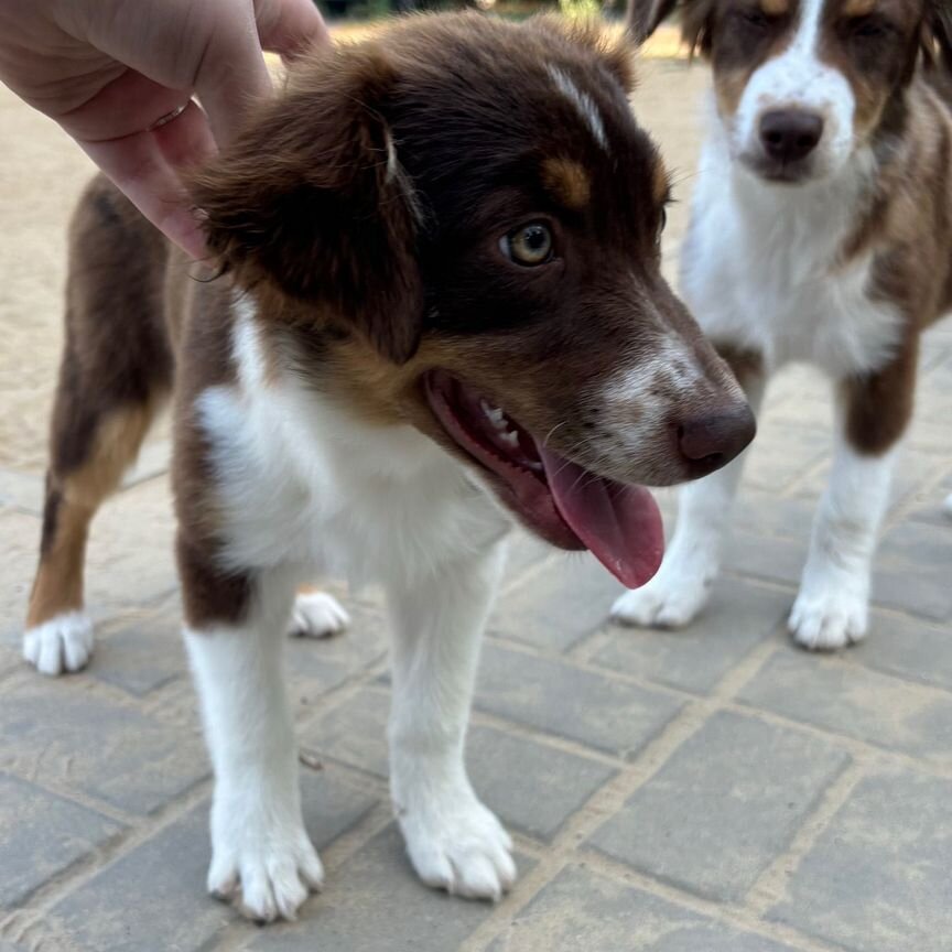 Щенки мини американской овчарки