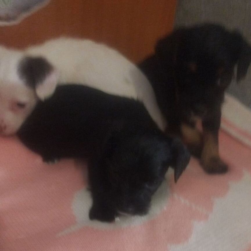 Щенок в добрые руки