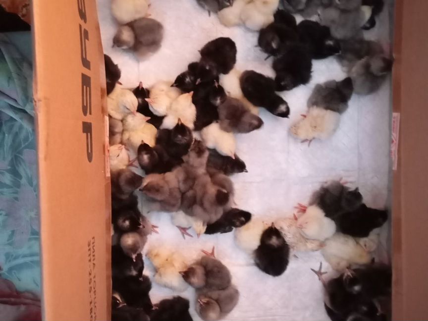 Цыплята суточные несушки