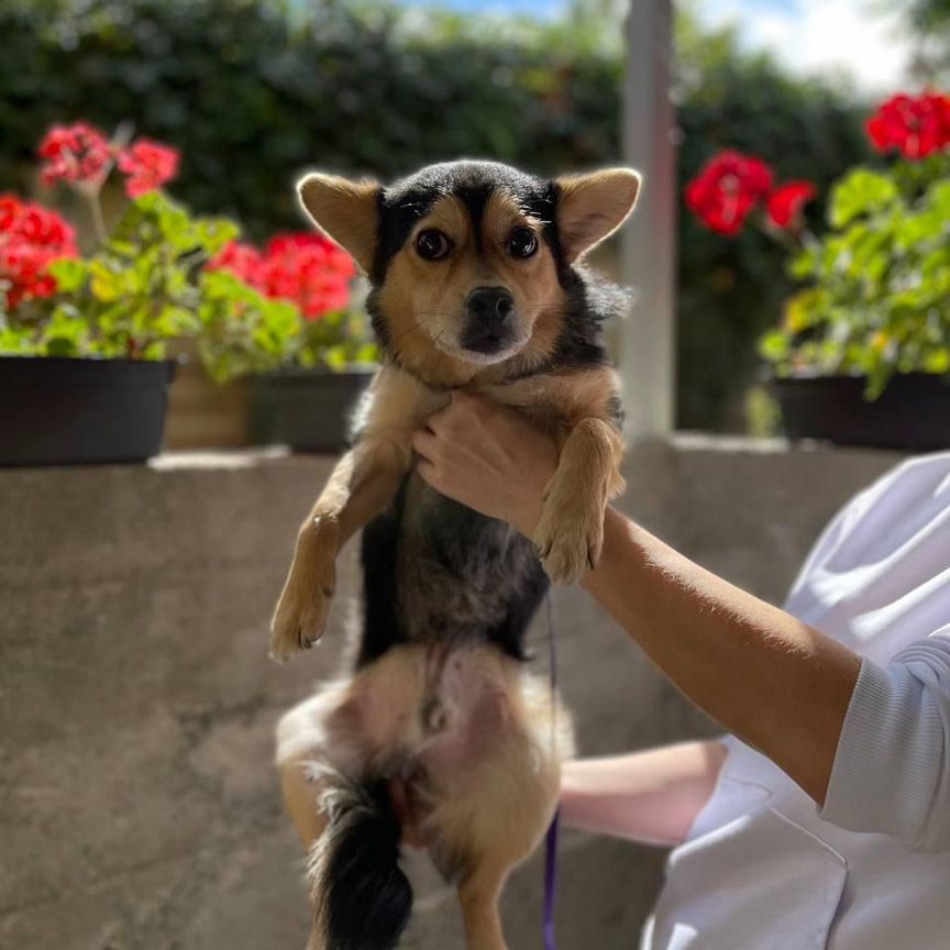 Маленький песик в добрые руки