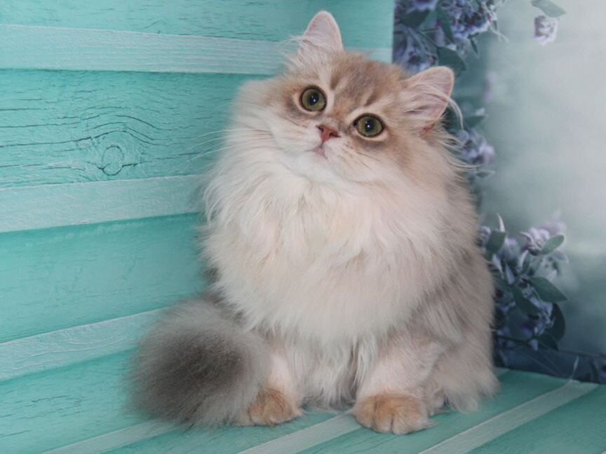 Элитный британский мальчик