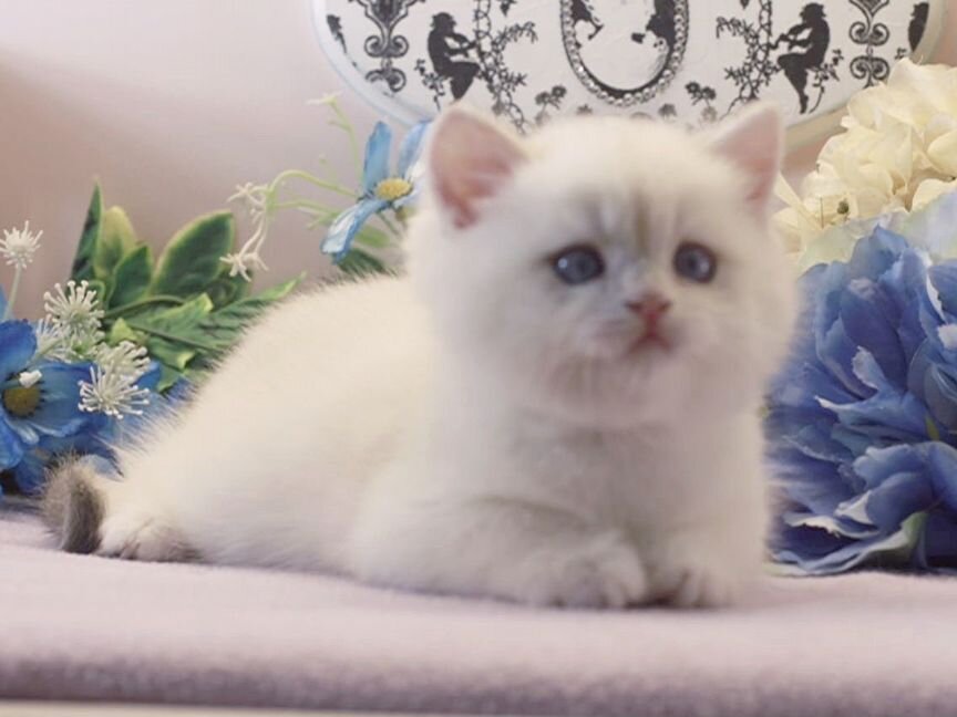 Котик ny1233 с документами Золотой британский