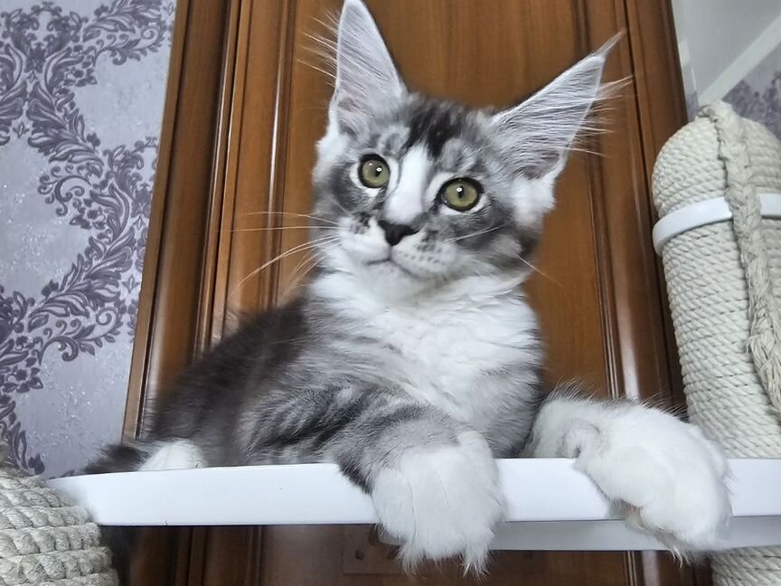 Котята мейн-кун