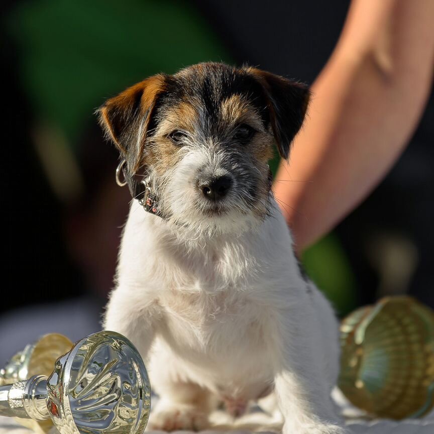 Породный щенок с документами