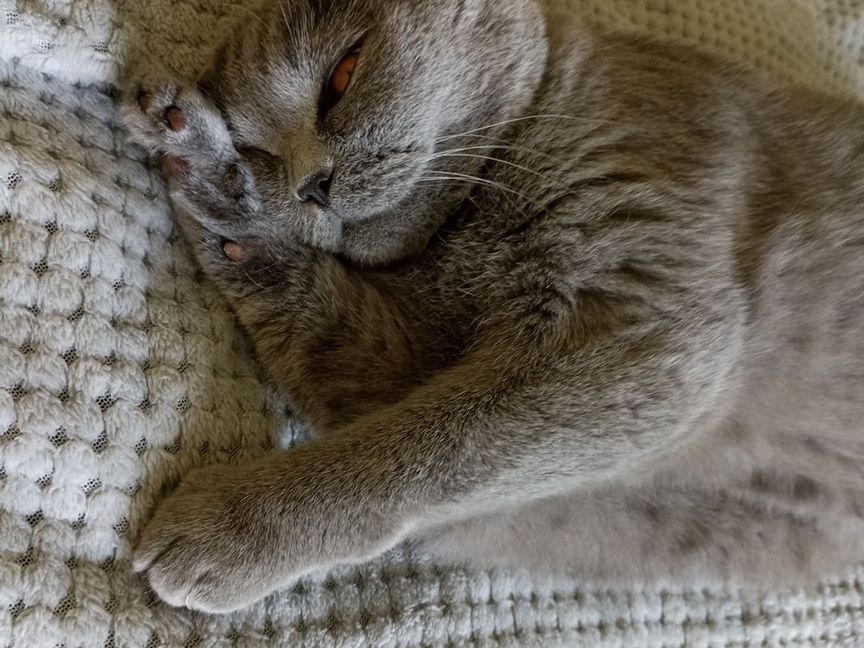 Кот породистый, британец, бесплатно