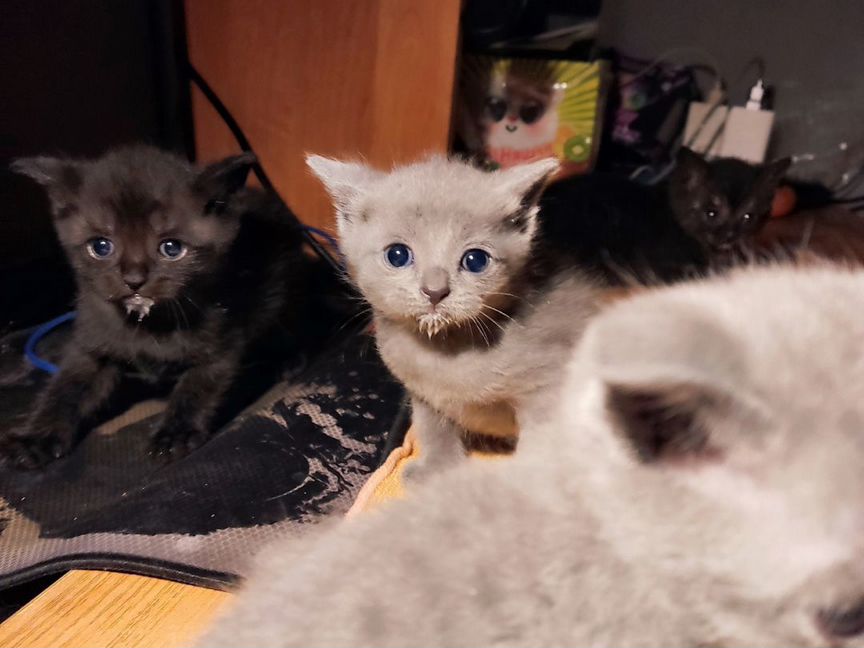 Шотландские антидепрессанты