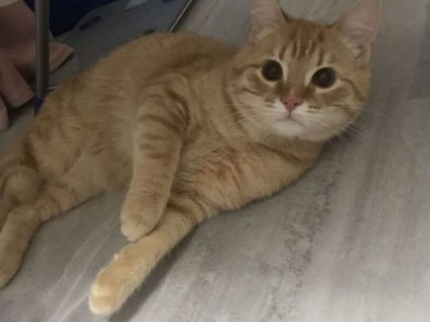 Девушку обманули оставили двух котов