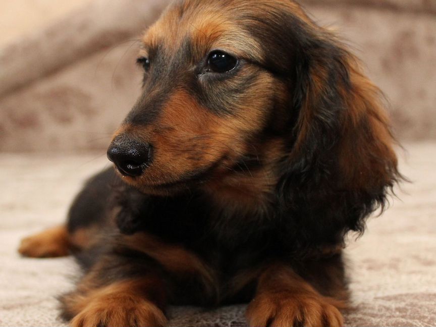 Кроличий длинношерстный мальчик