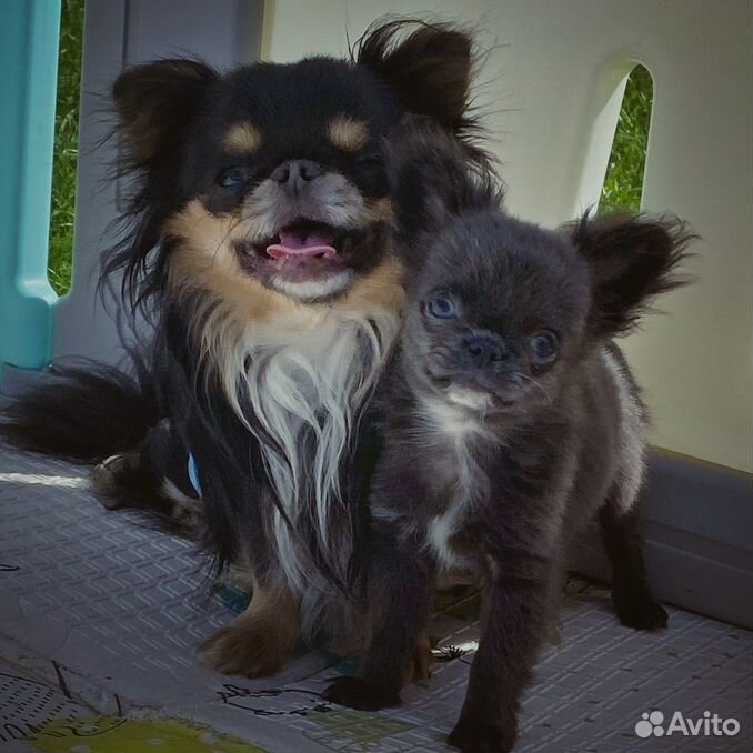 Голубой красавчик дш