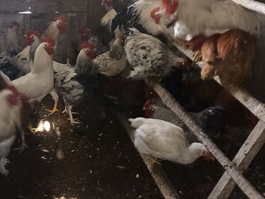 Молодые петухи