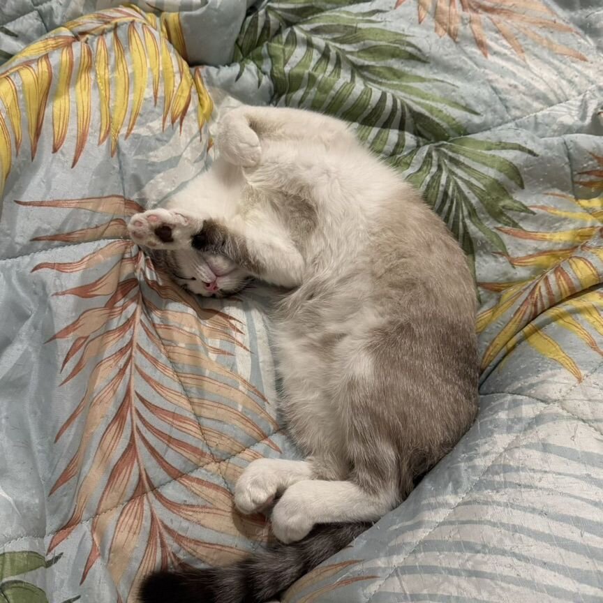 Отдаю котёнка в хорошие руки
