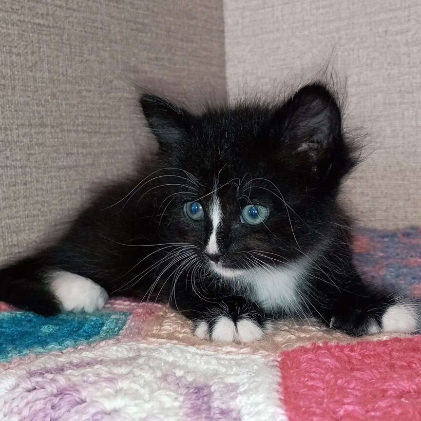 Котенок бесплатно девочка черно-белая