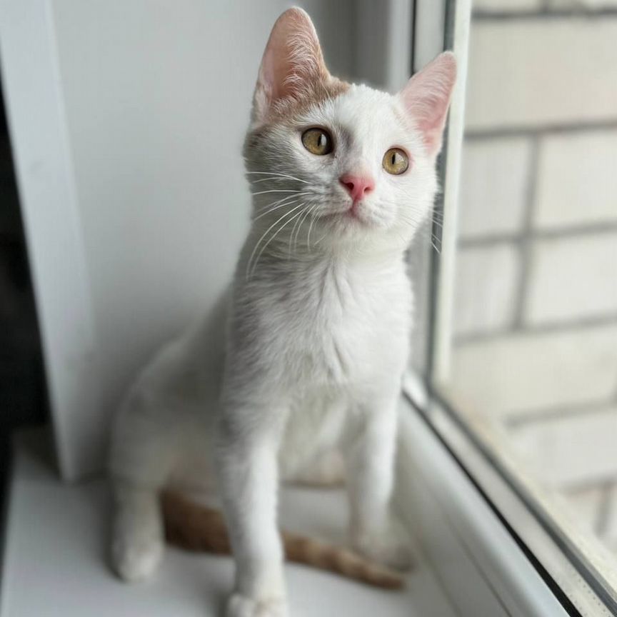 Котенок по имени Боб