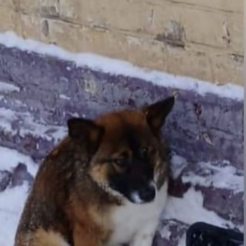 Собака. Помочь