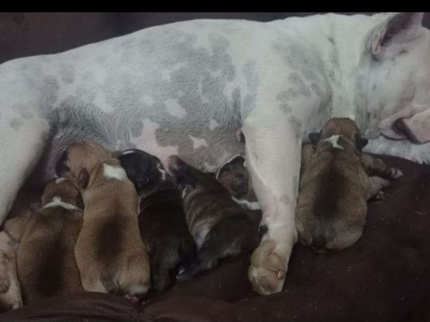 Собаки щенки французский бульдог