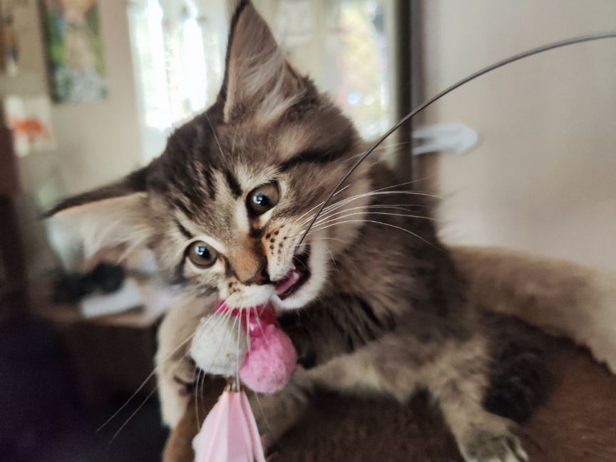 Сибирские котята