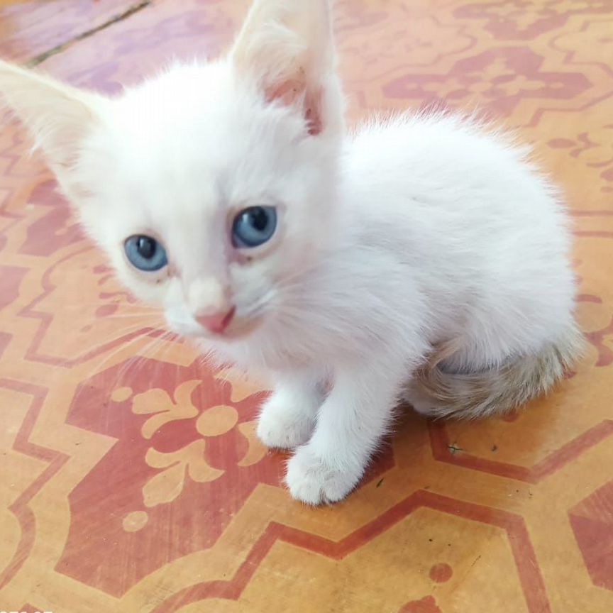 Нуж куратор ,котята больны нет средств