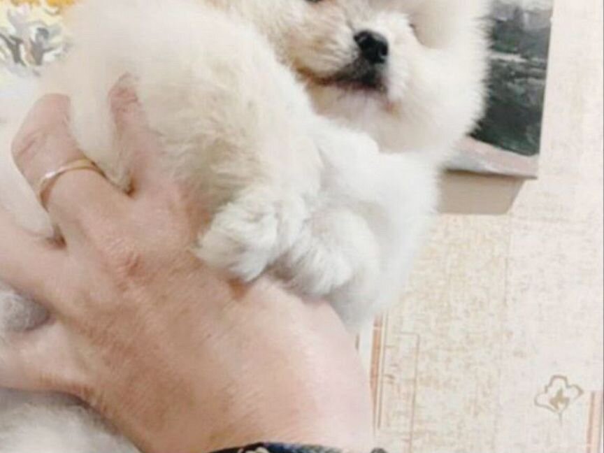 Шпиц померанский мини