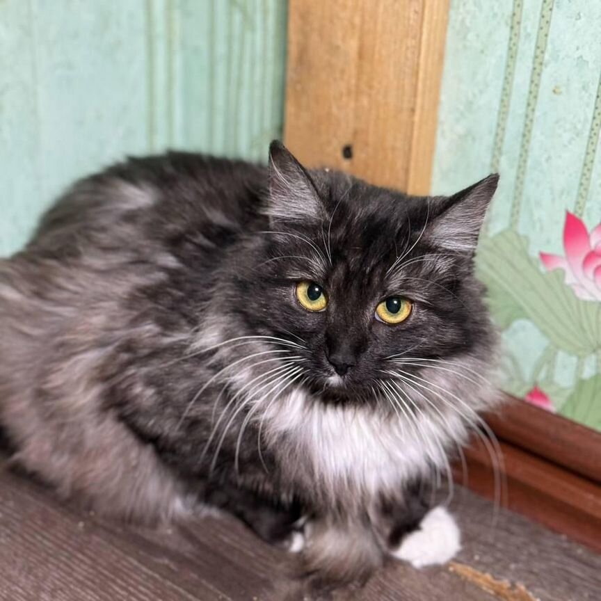 Лаванда ищет дом