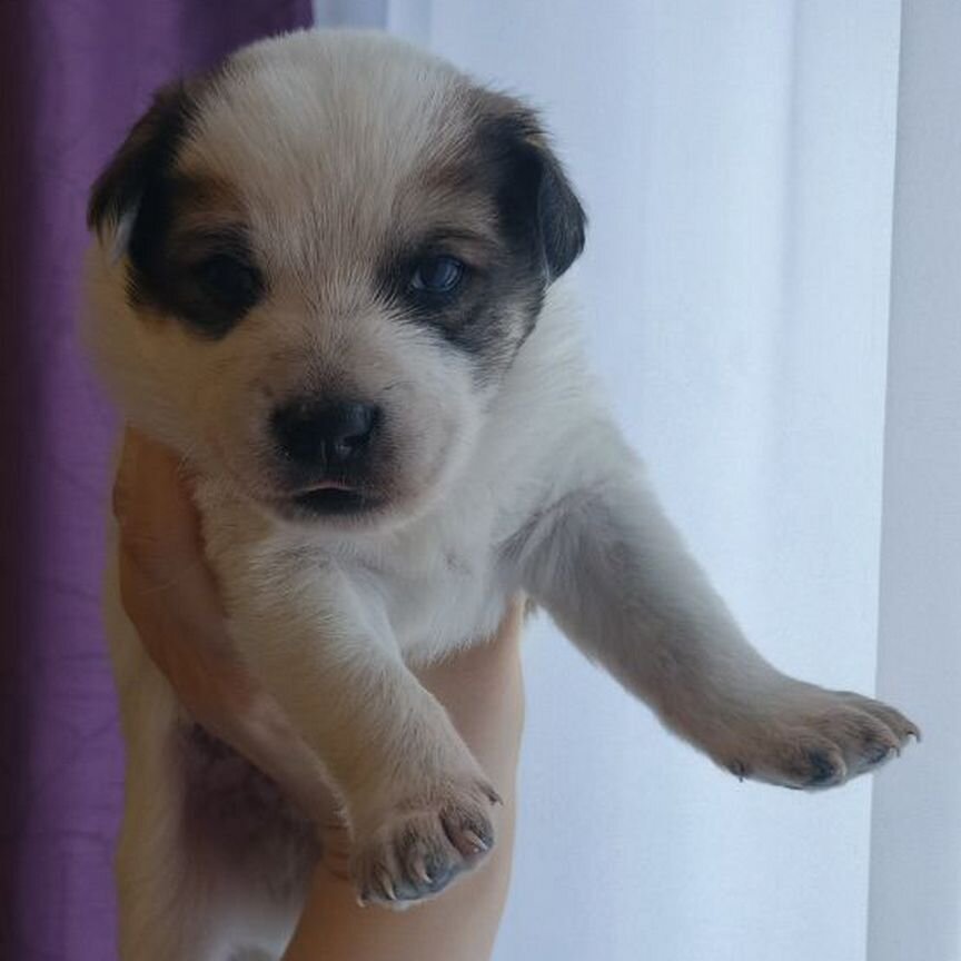 Джек-рассел-терьер, щенок