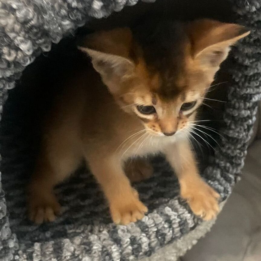 Абиссинский котёнок