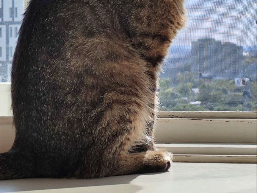 Кот вязка
