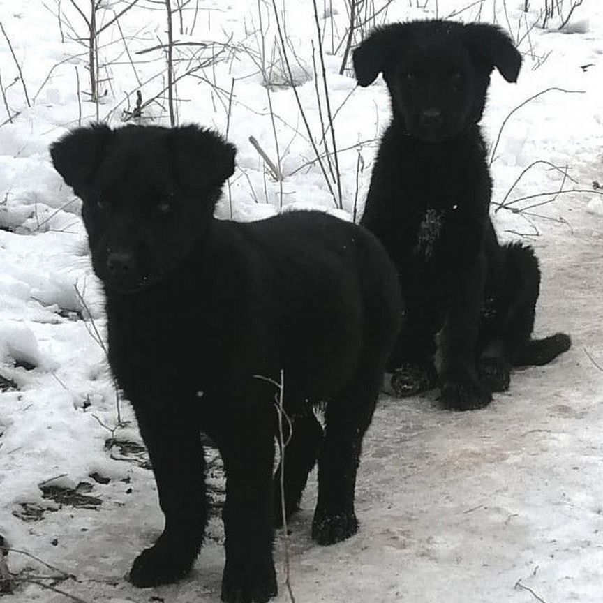 Щенки в частный двор в будку, привезем
