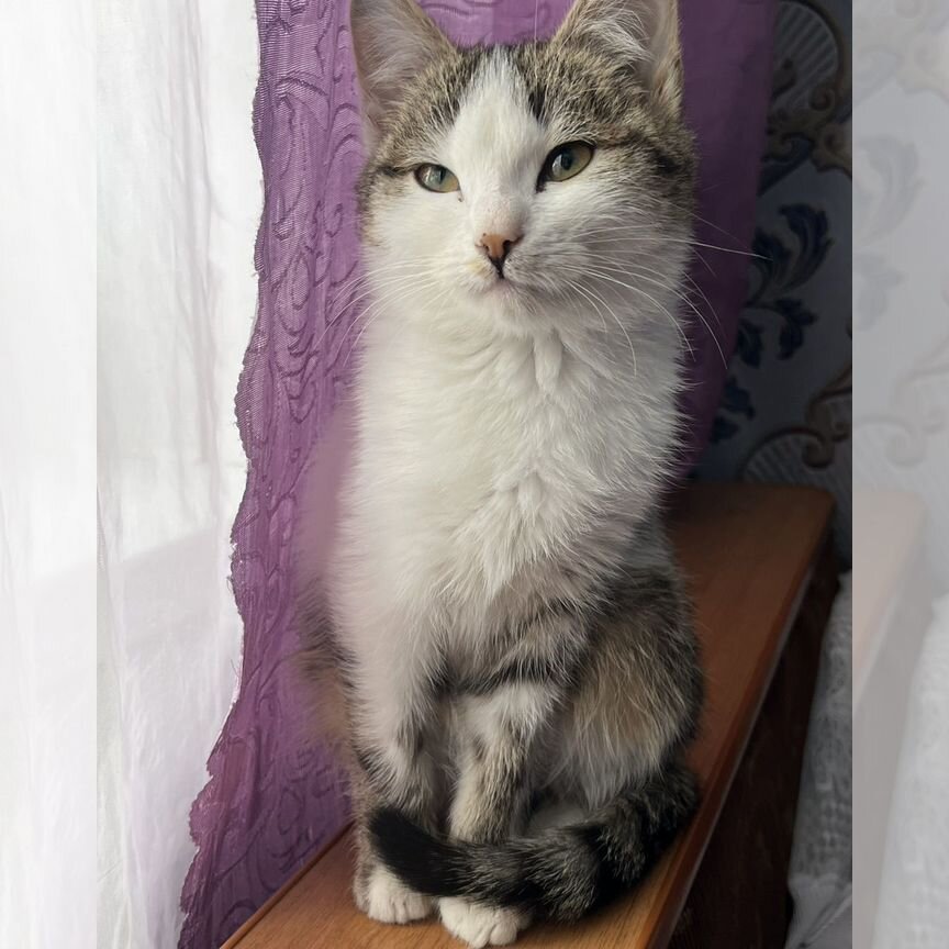 Котёнок в добрые руки