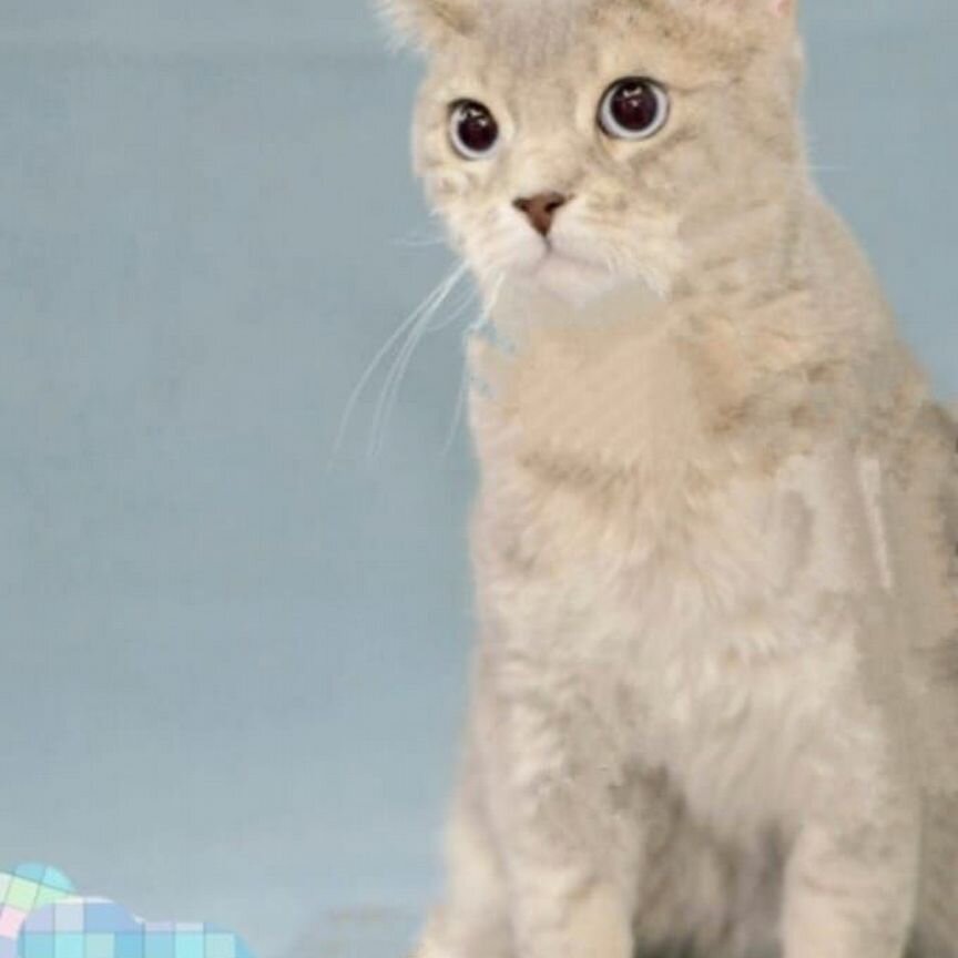 Умная, спокойная кошечка