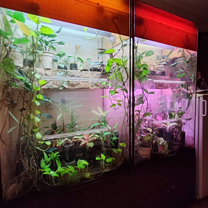 Большой полюдариум