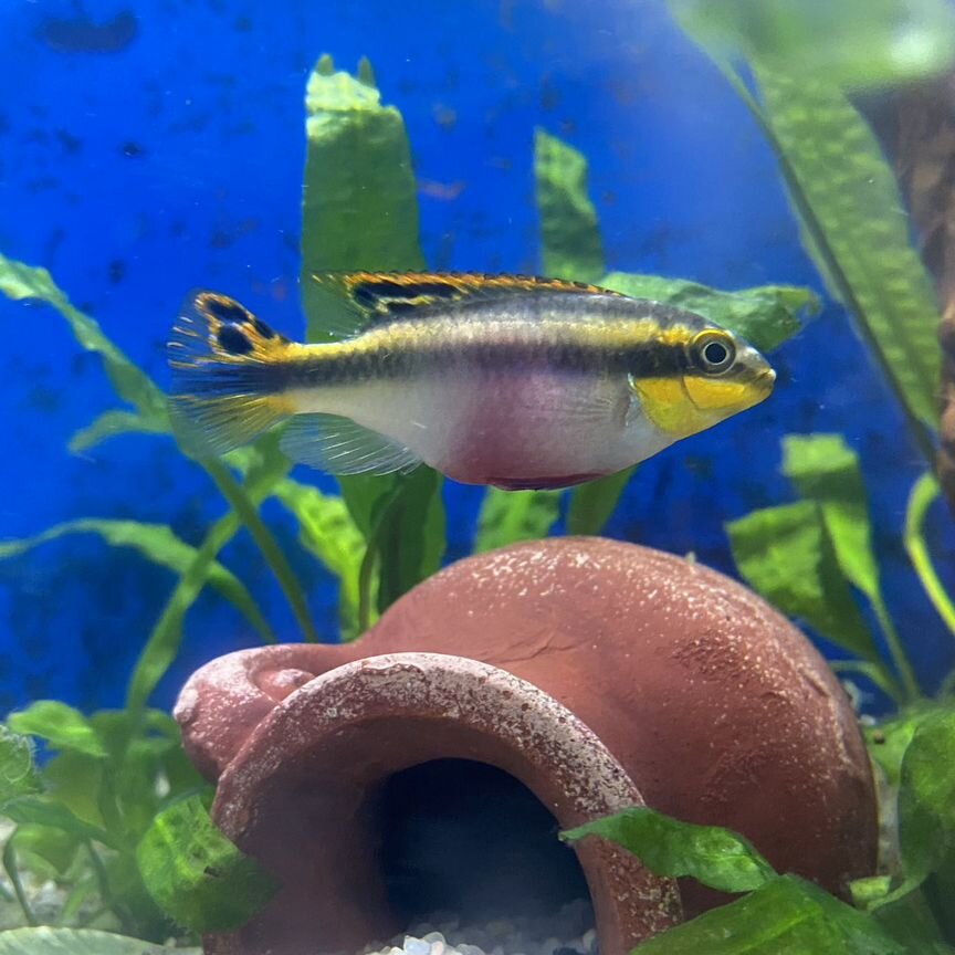 Аквариумные рыбки