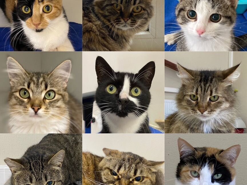 Кошки в добрые руки (привиты и стерилизованы)