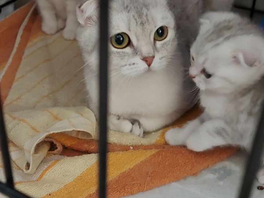 Котята