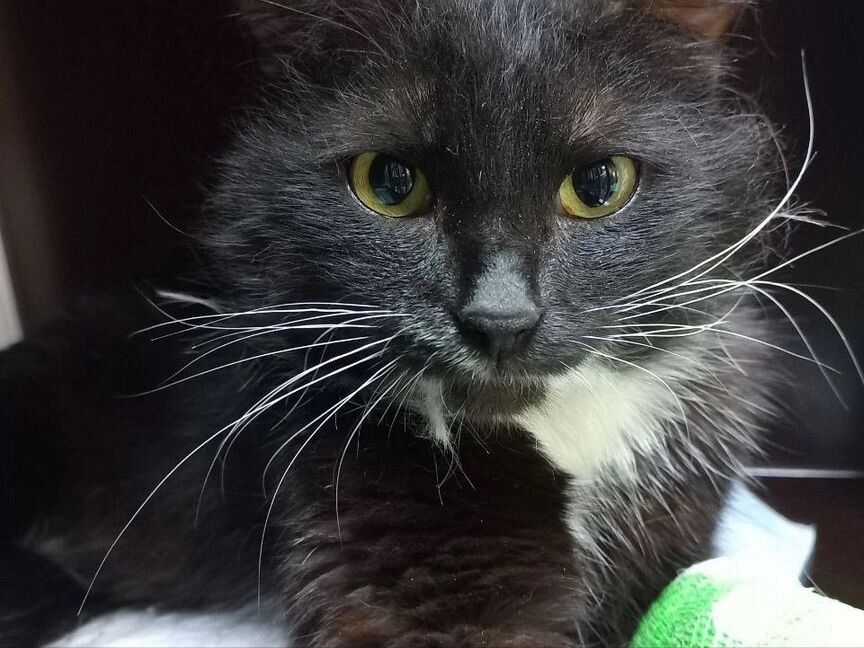 Котёнок Маркиз (котик)