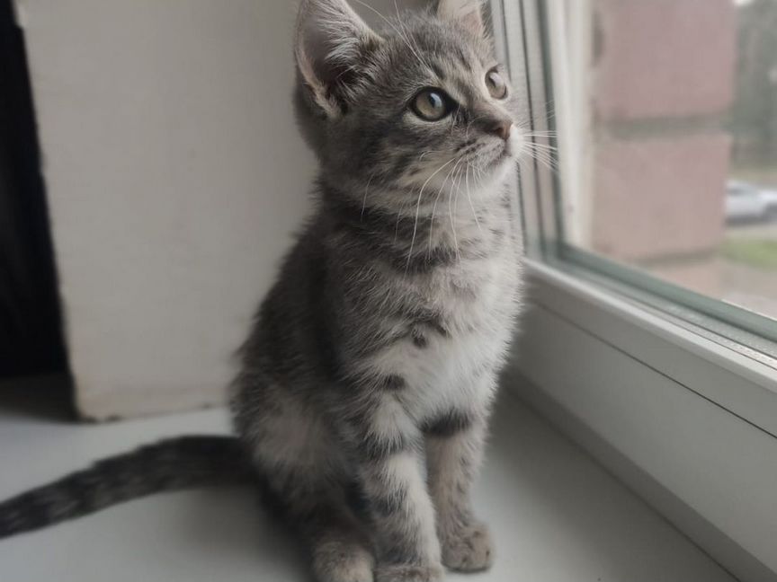 Кошка в хорошие руки 6мес