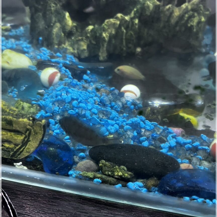 Цихлазома чернополосатая